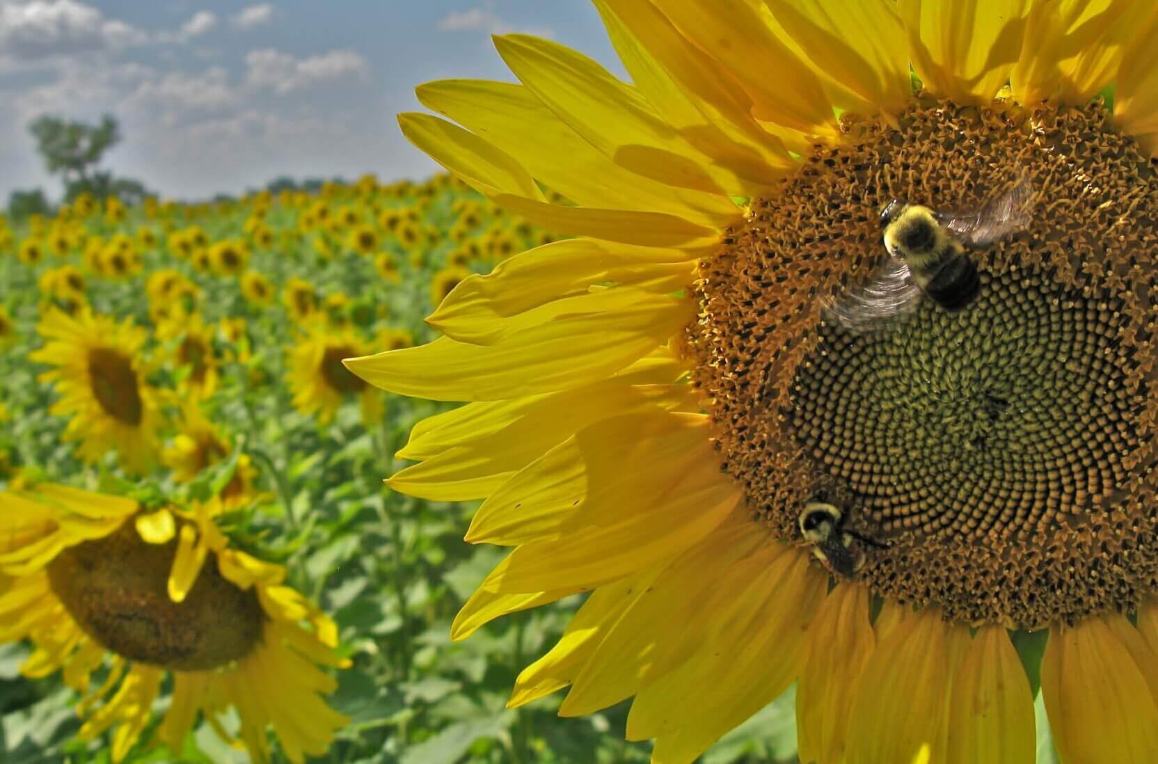 A Farmer’s Introduction to the Honorable Harvest – Wild Montana