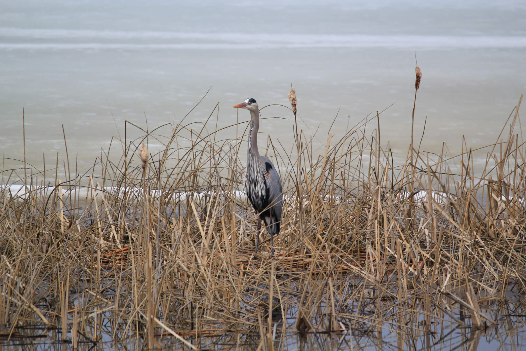 Trail of the Week: Ringing Rocks – Wild Montana