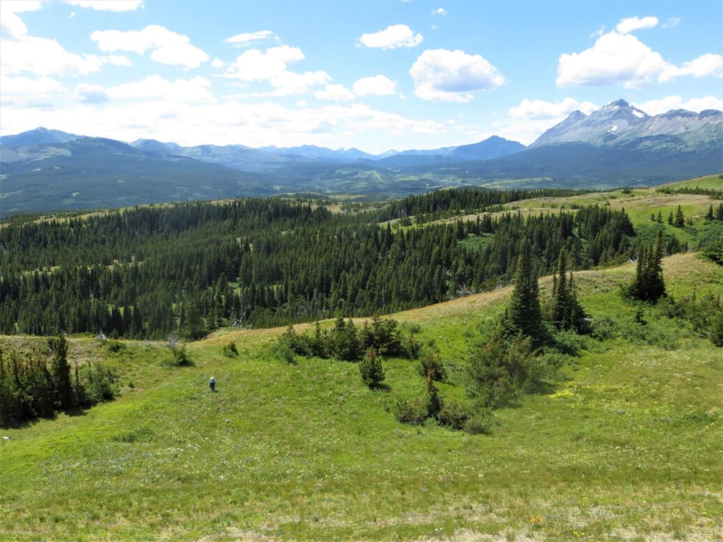 History & Impact – Wild Montana