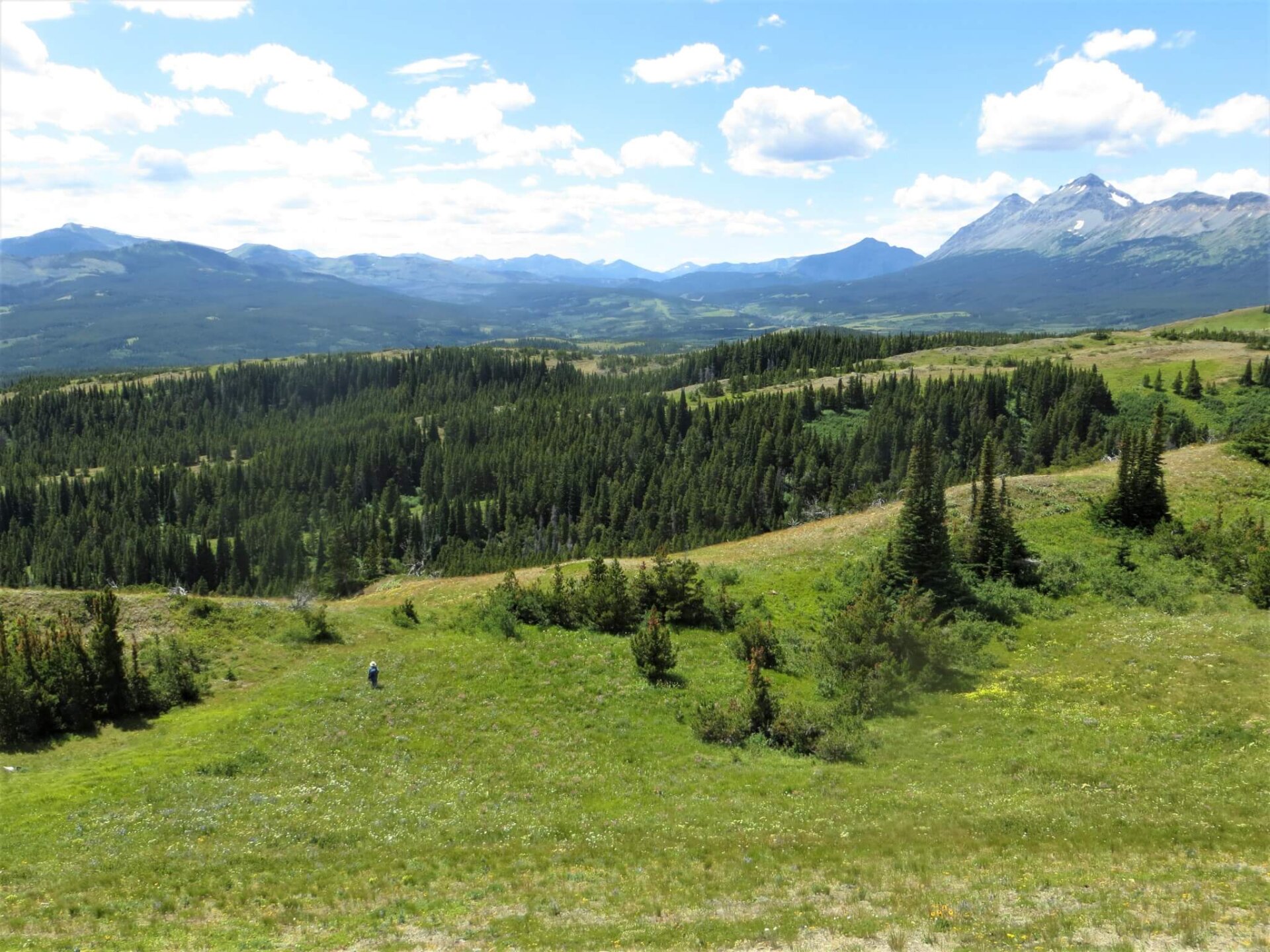 History & Impact – Wild Montana