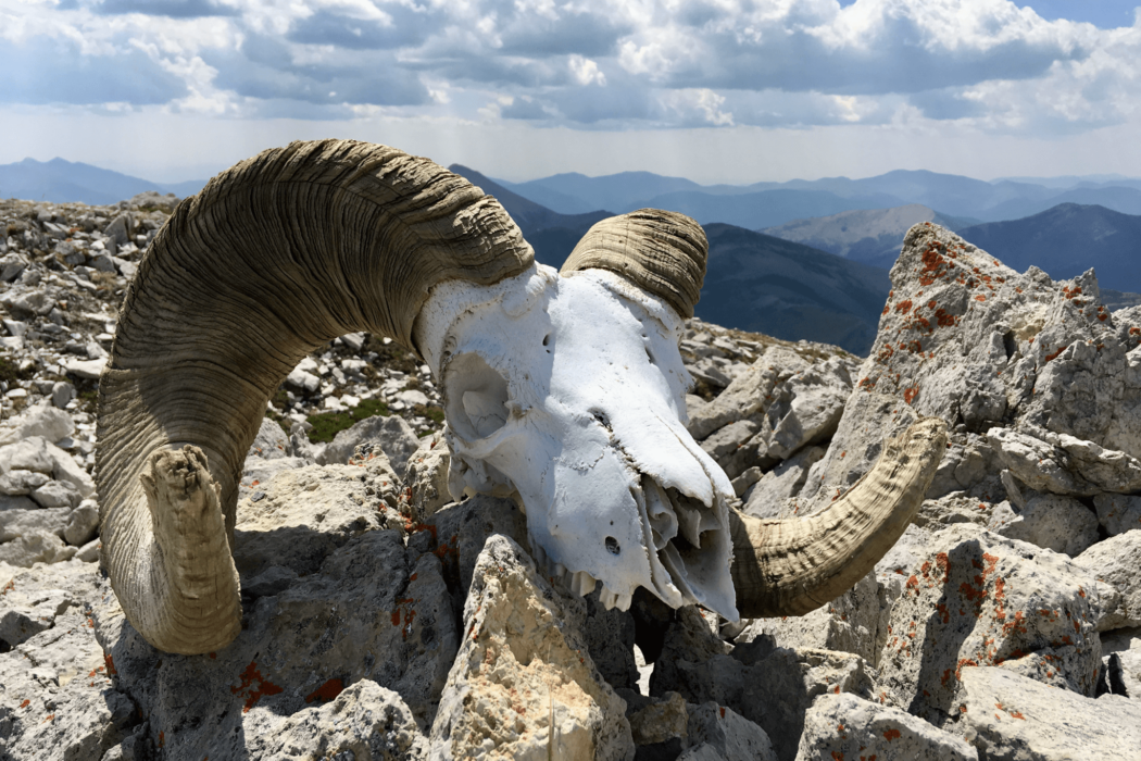 Backpacking Guide to the Scapegoat – Wild Montana