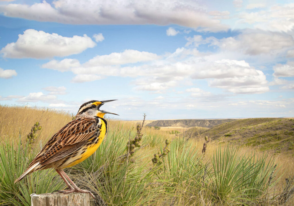 Experience What Makes Montana Special on a Wilderness Walk – Wild Montana