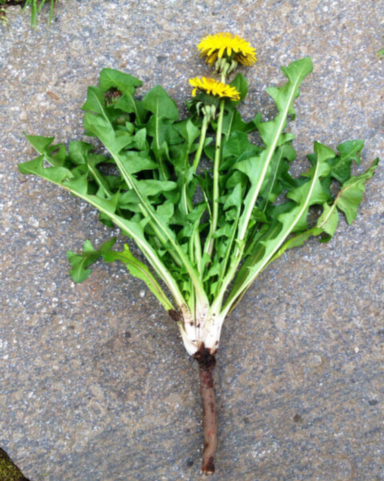 How To Harvest And Eat The Common Dandelion Wild Montana