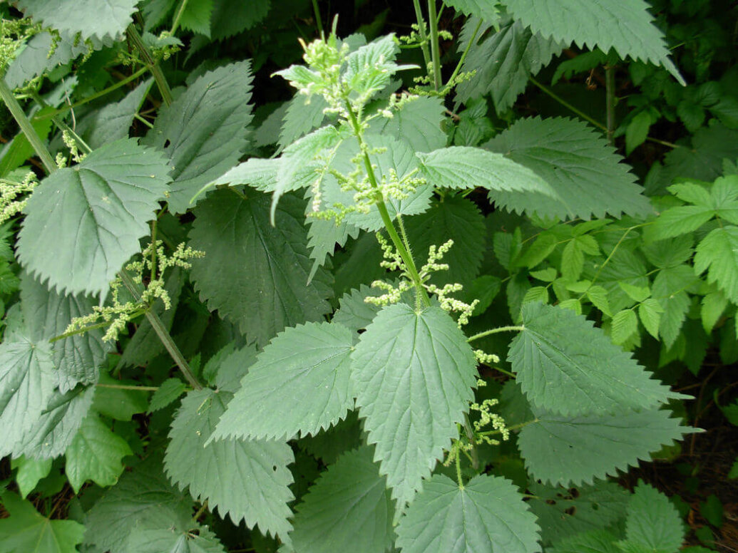 How I Honorably Harvest and Enjoy Stinging Nettle – Wild Montana