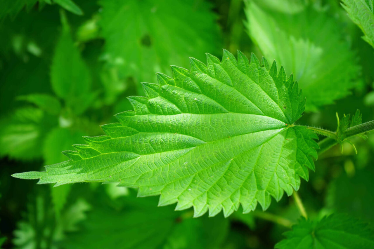 How I Honorably Harvest and Enjoy Stinging Nettle – Wild Montana
