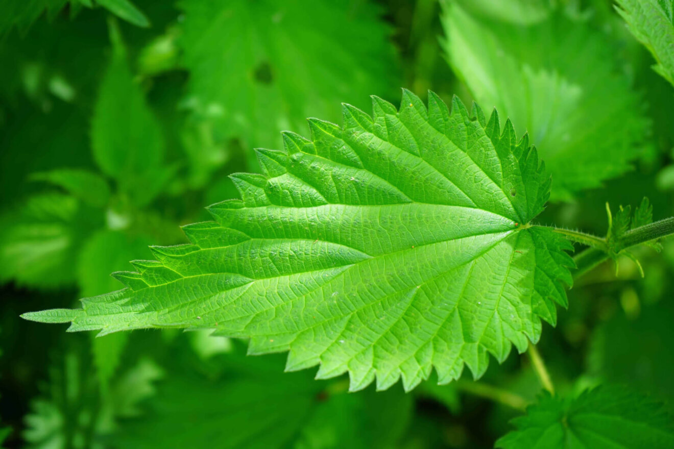 How I Honorably Harvest and Enjoy Stinging Nettle – Wild Montana