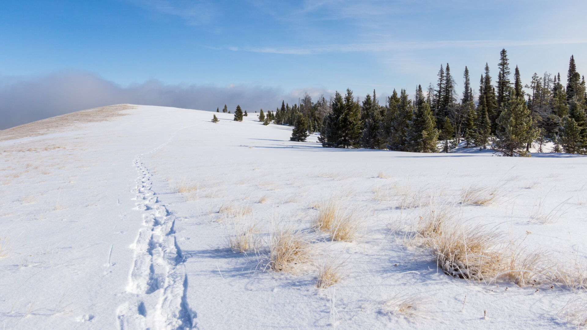Trail of the Week: Stemple Pass Ski Area – Wild Montana